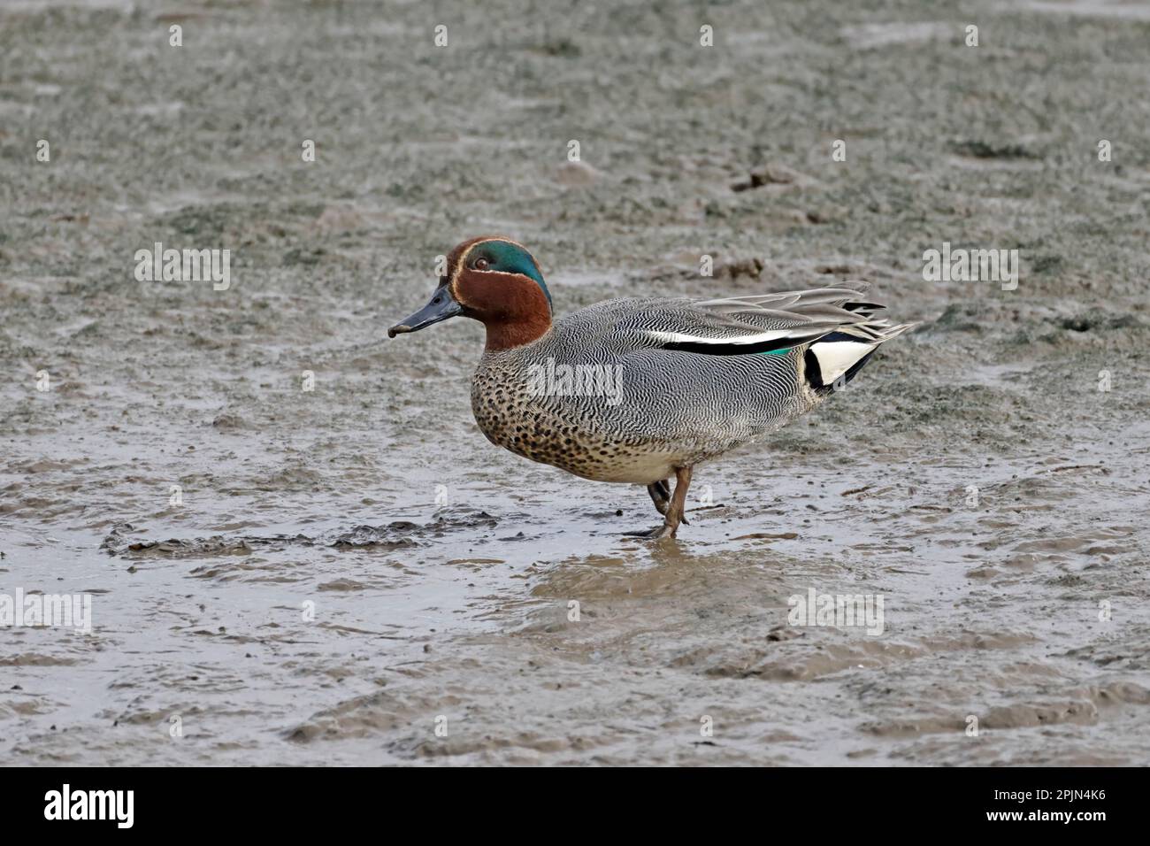 Common Teal in the mud at Titchwell RSPB Reserve Stock Photo - Alamy