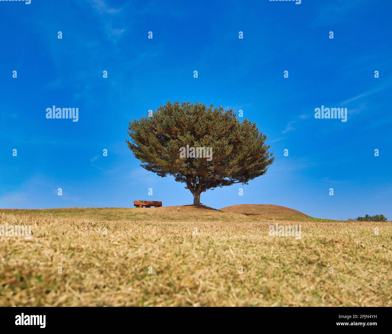 Trees of ancient tombs in marisan mountain, Haman County, Gyeongnam ...