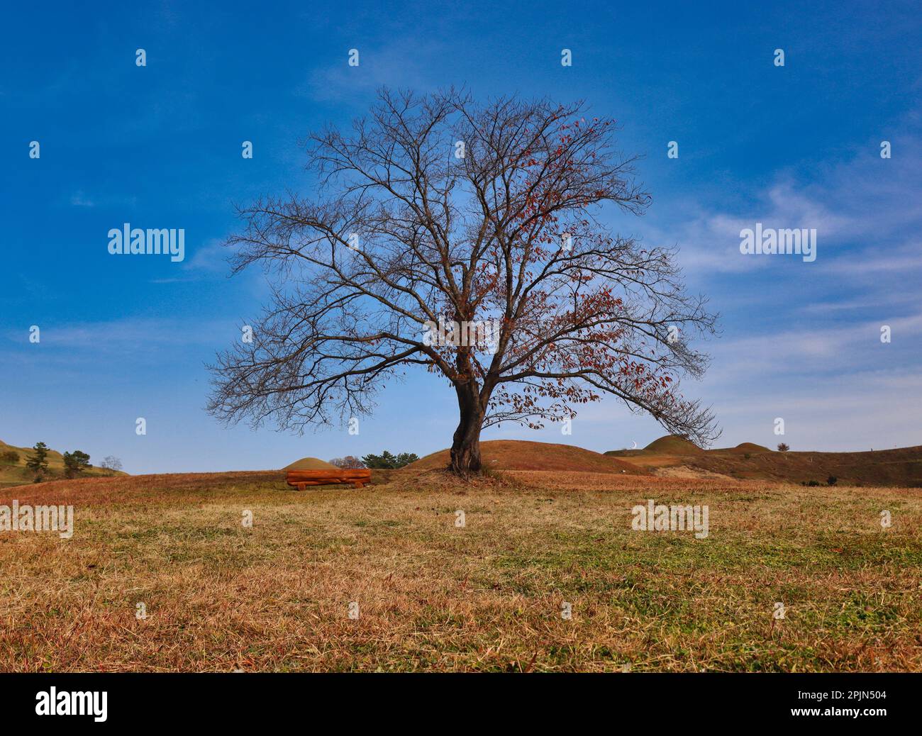 Trees of ancient tombs in marisan mountain, Haman County, Gyeongnam ...