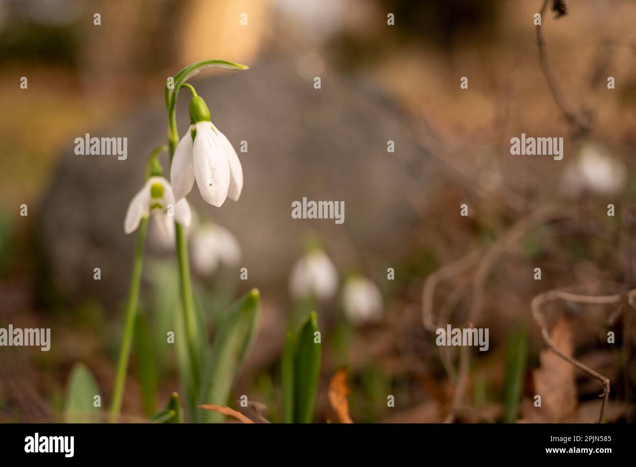 A single small white galanthus moortown flower among a patch of foliage ...