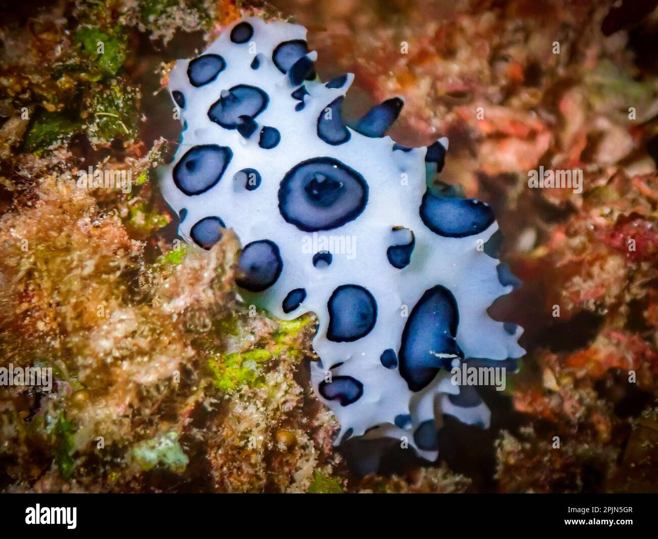 Black spotted nudibranch (Ceratophyllidia papilligera) on the reef in ...