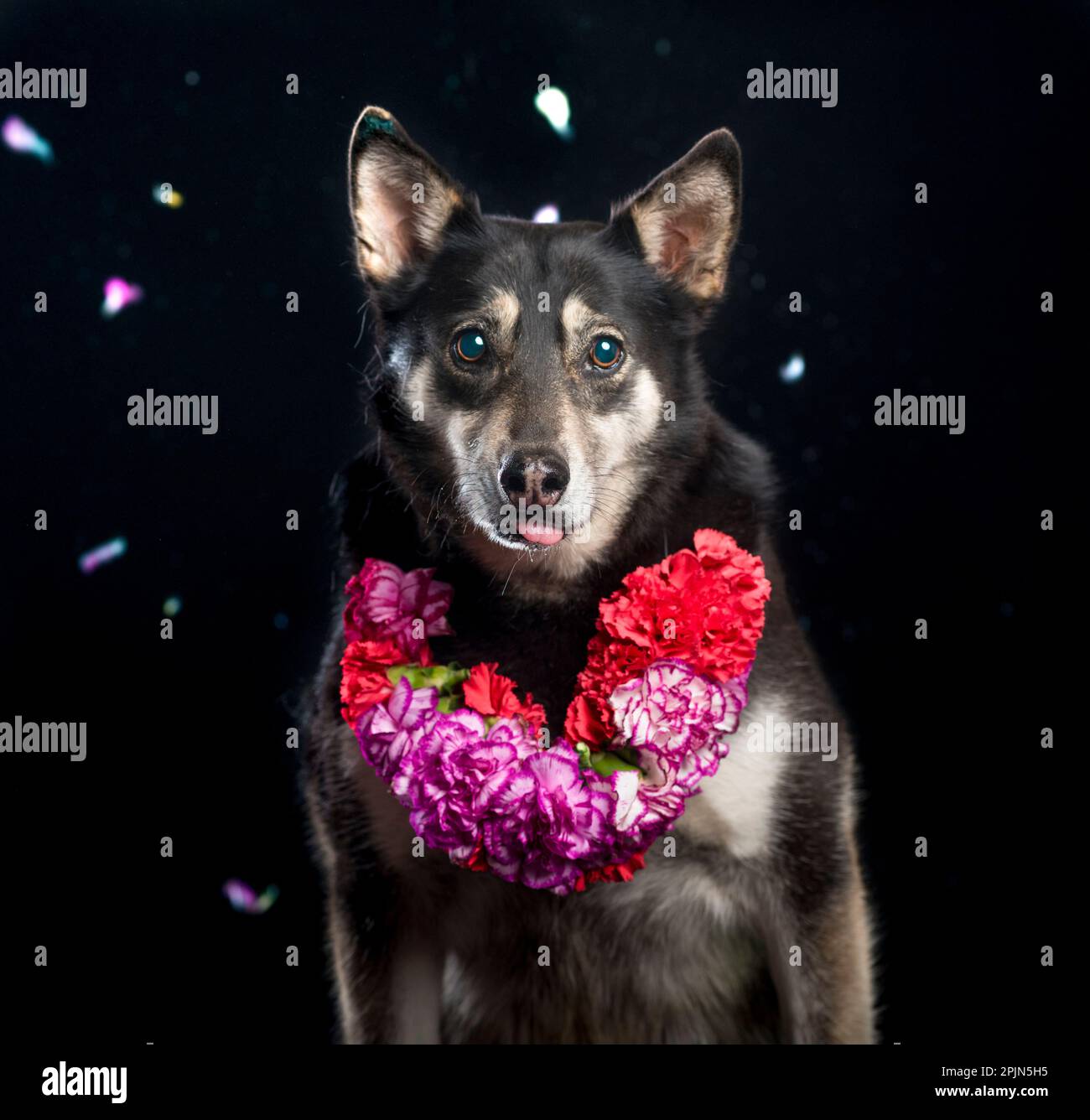 Pet rescue pictures hi-res stock photography and images - Alamy