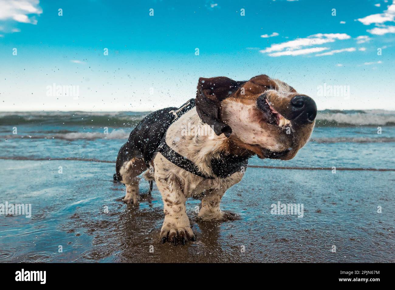dog portraits happy Stock Photo - Alamy