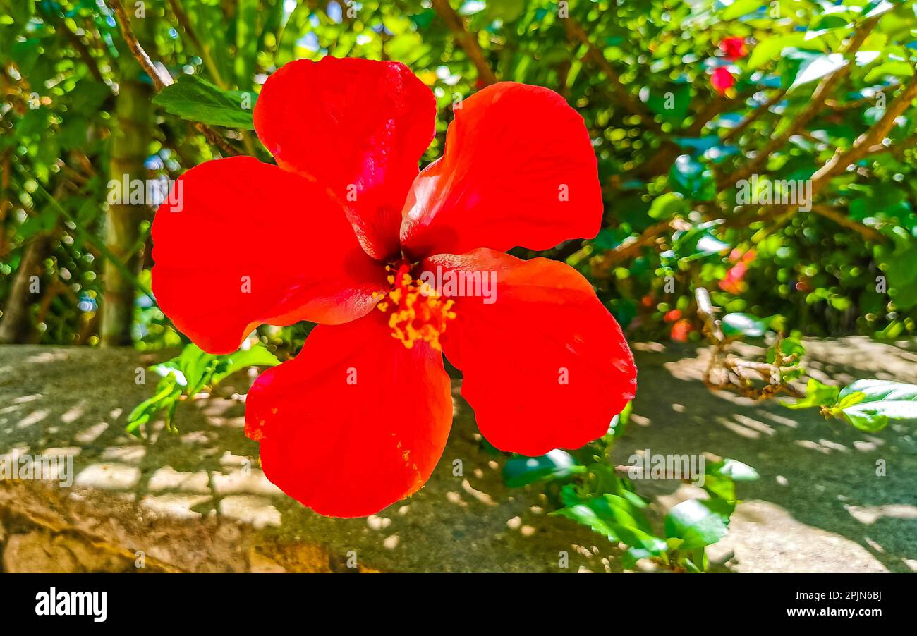 Mexican Hibiscus Plant Sleeping Hibiscus Plant [ Lanka Jaba / Mexican