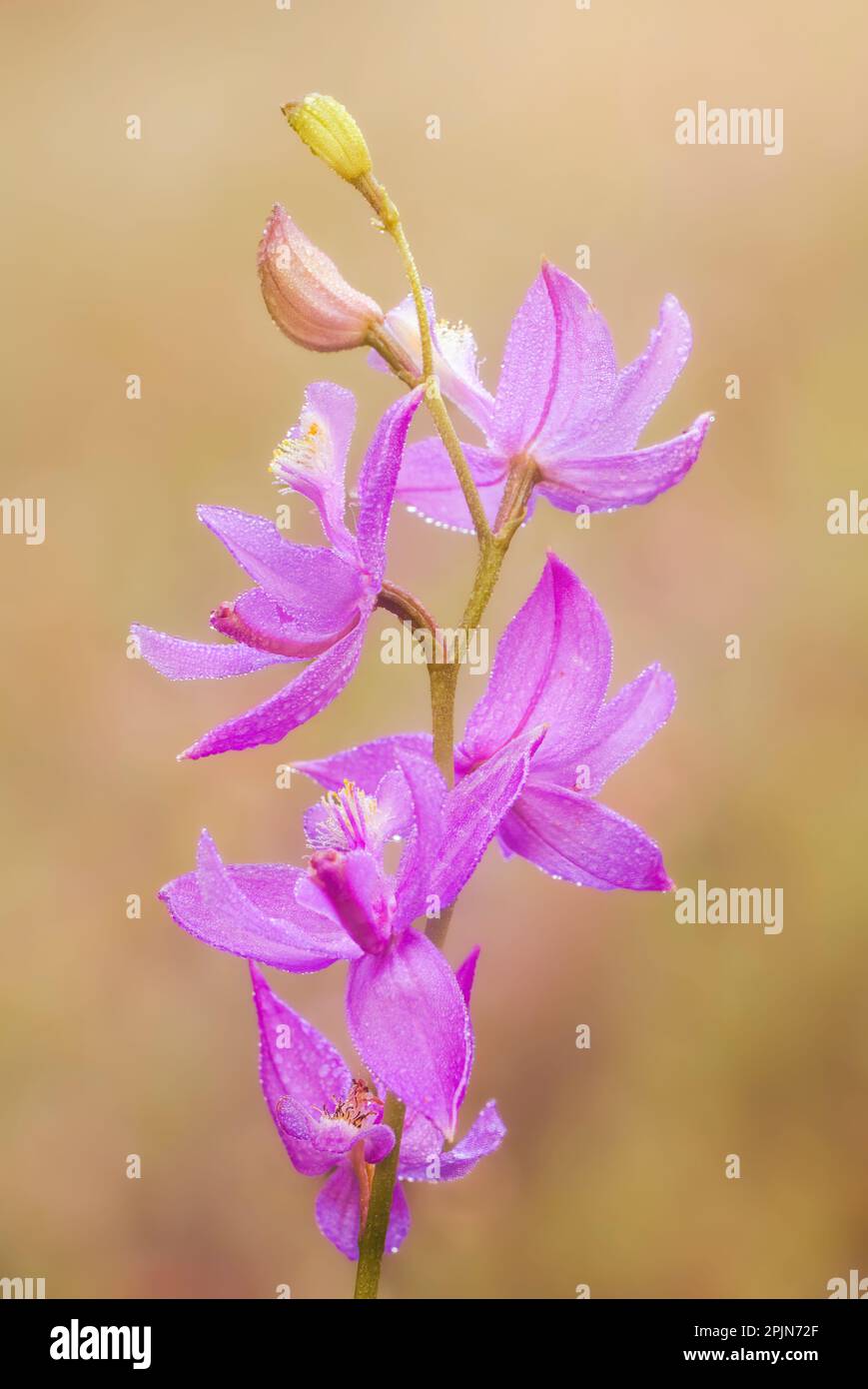 Michigan Wild Orchid - Grass Pink Orchid (Calopogon tuberosus) is a ...