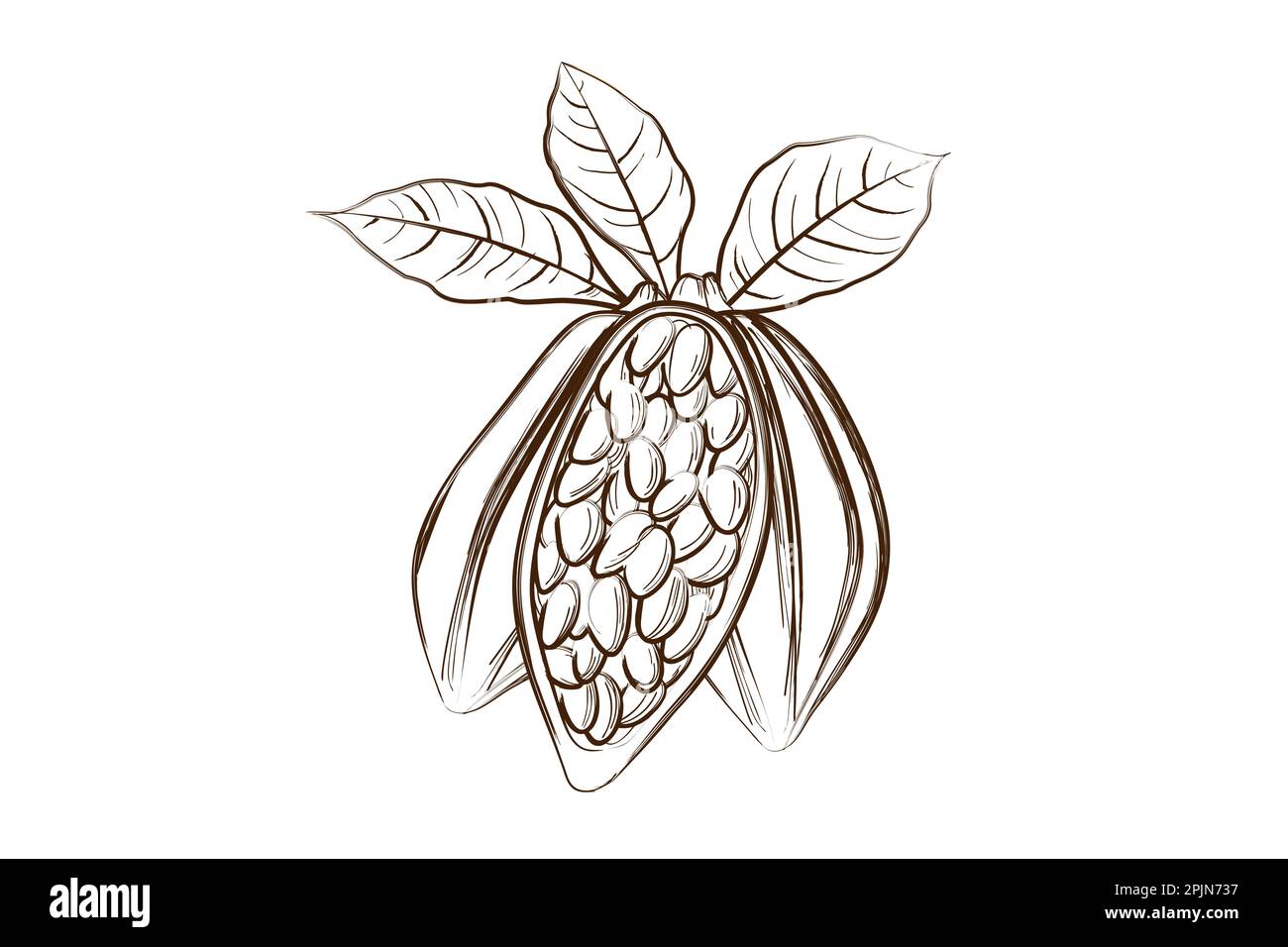 Cocoa beans and cocoa pods and leafs. Tropical cacao seeds. Hand drawn ...