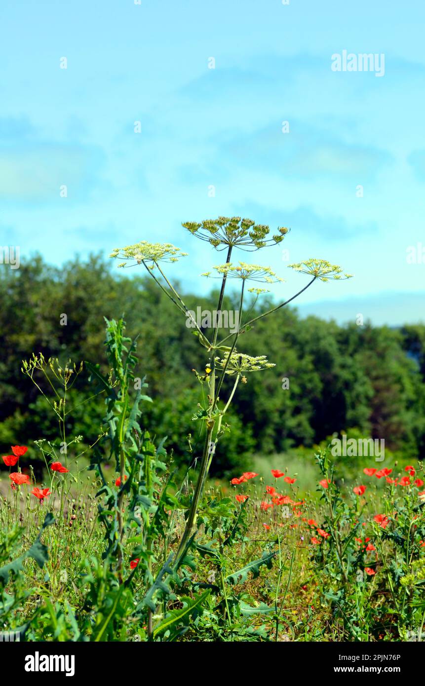 Hemlock flowers (Conium maculatum), a poisonous and medicinal plant ...