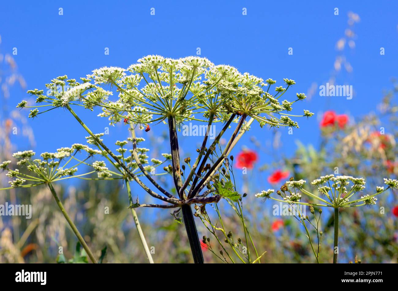 Hemlock flowers (Conium maculatum), a poisonous and medicinal plant ...