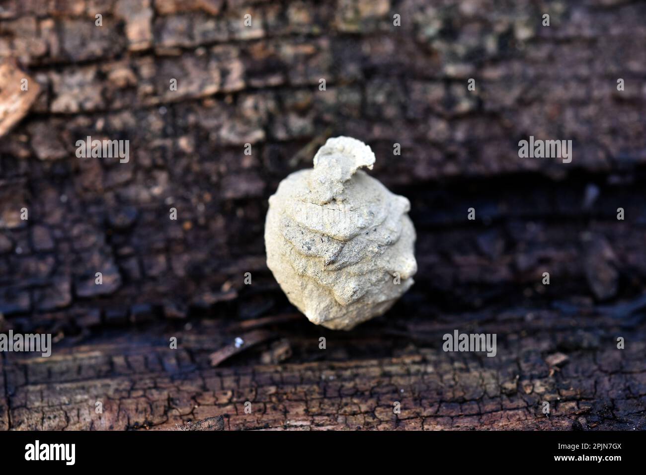 Potter wasps nest hi-res stock photography and images - Alamy