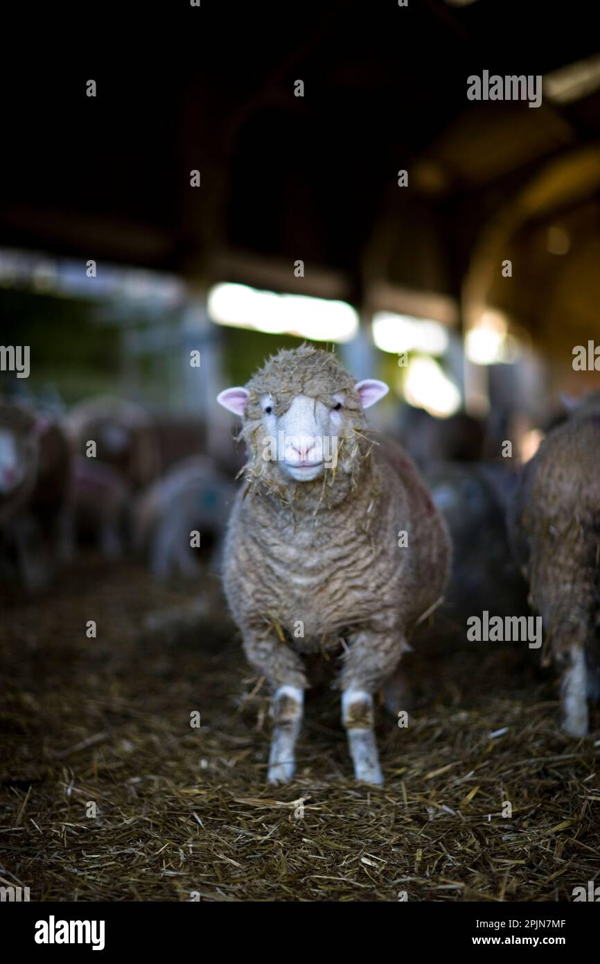 Branded sheep hi-res stock photography and images - Alamy