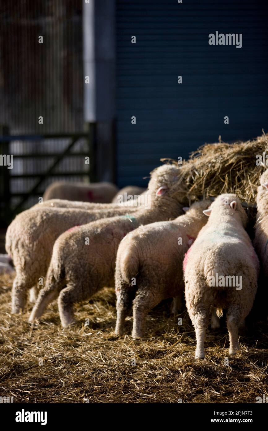 Branded sheep hi-res stock photography and images - Alamy