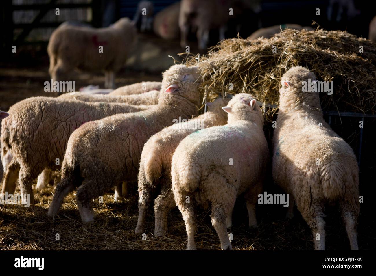 Branded sheep hi-res stock photography and images - Alamy