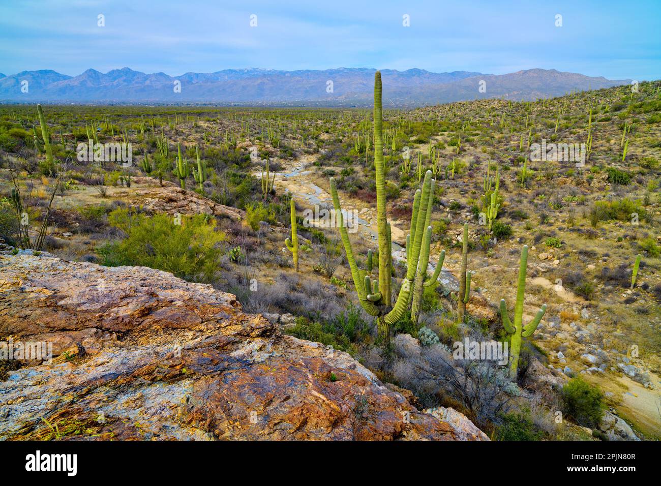 Saguaro cactues growing above Monument Wash with view of Tucson in the ...