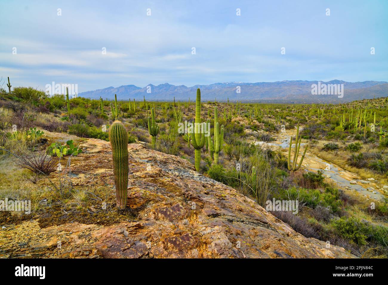 Young Saguaro cactus growing out of a rocky cliff with view of Tucson ...