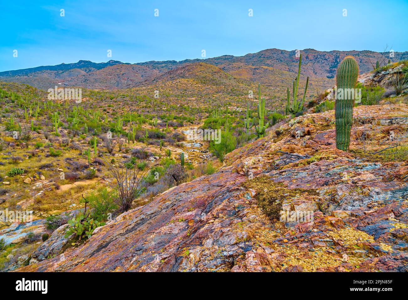 Young Saguaro cactus growing out of a rocky cliff with view of Santa ...
