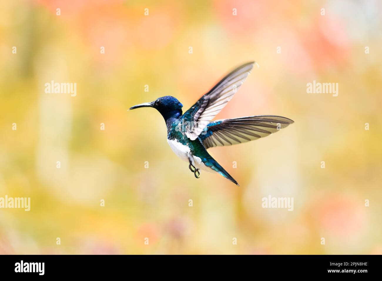 Colorful blue and white hummingbird in flight isolated against a pastel ...