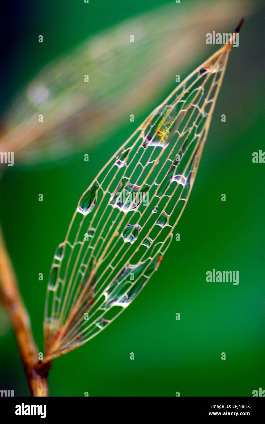 Ruscus leaf hi-res stock photography and images - Alamy