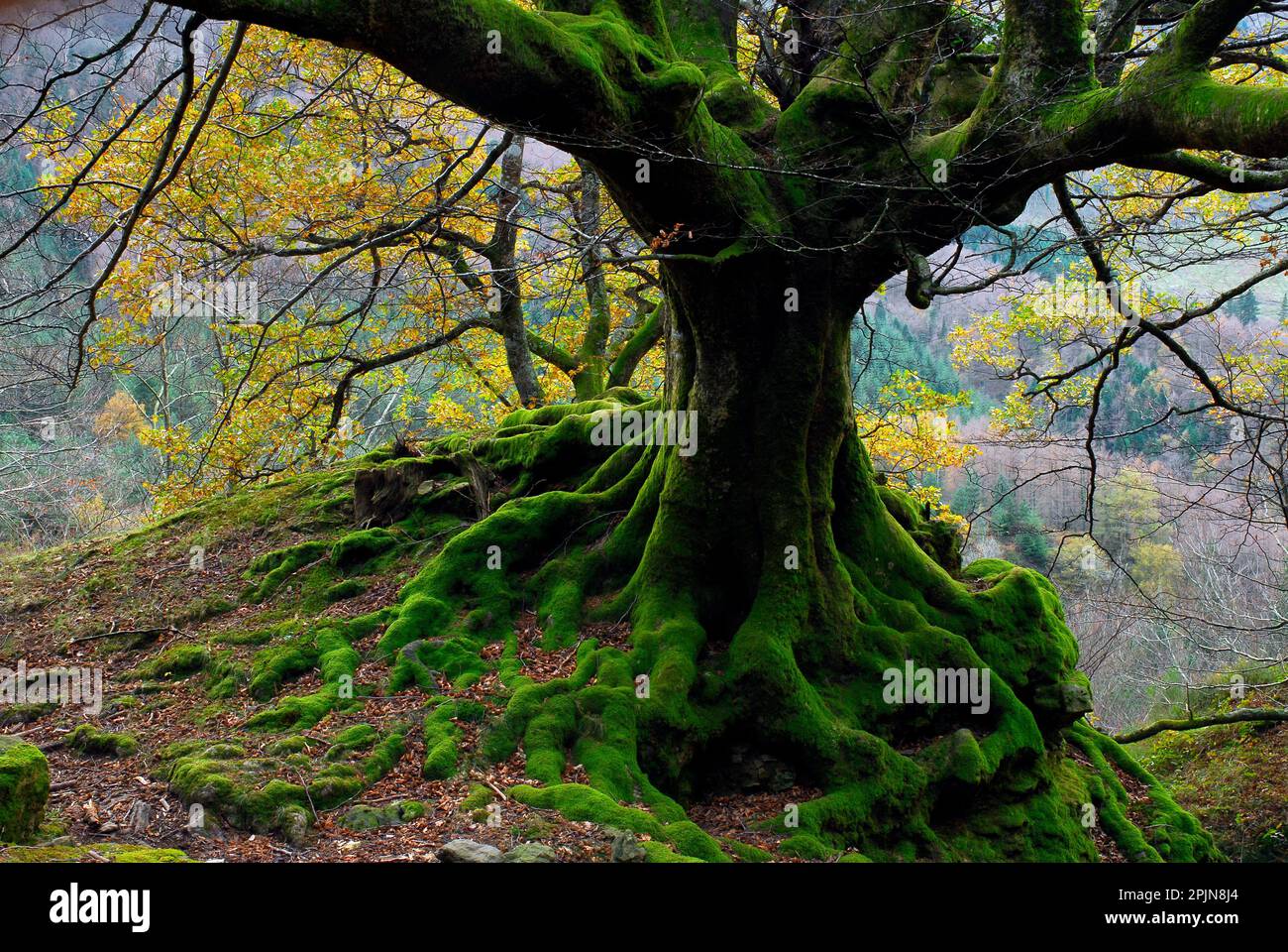 Mossy roots hi-res stock photography and images - Alamy