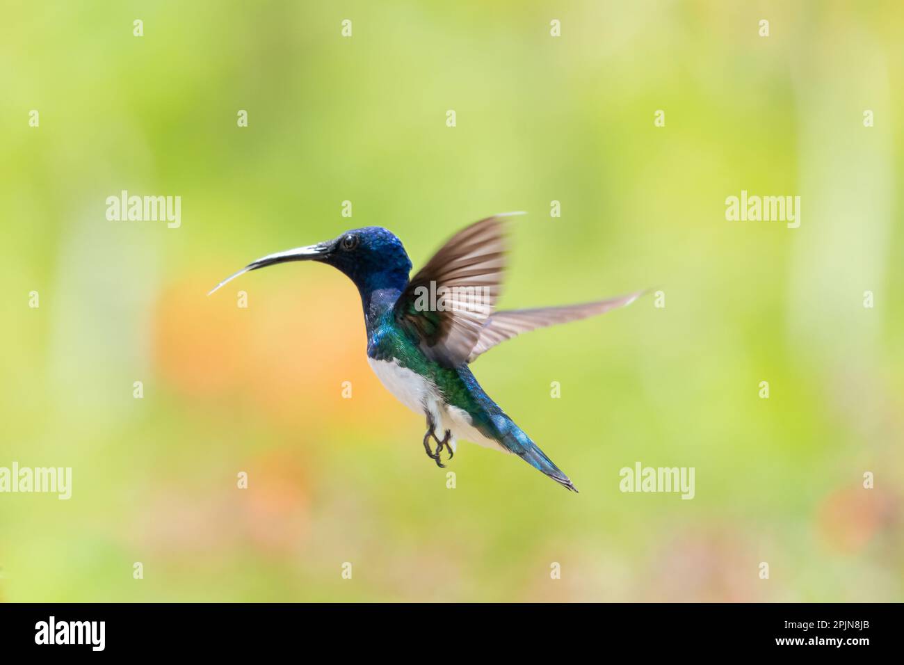 White-necked Jacobin hummingbird with his tongue out hovering in the ...