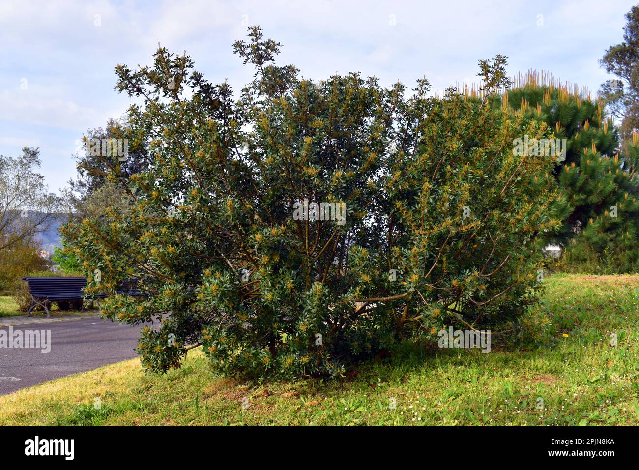 The lentisk tree (Pistacia lentiscus) in a public garden. It is a plant ...