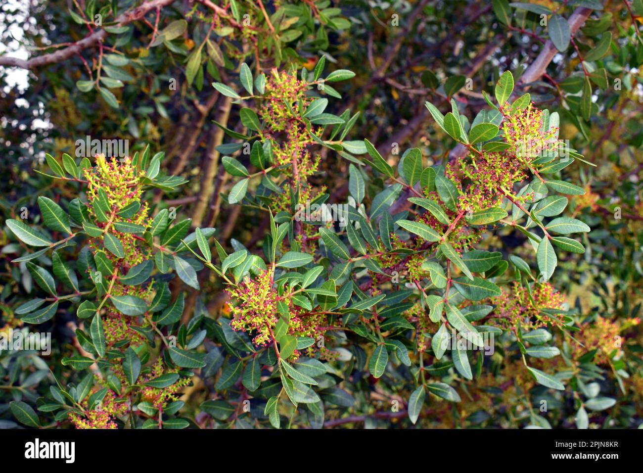 The lentisk tree (Pistacia lentiscus) with flowers Stock Photo - Alamy