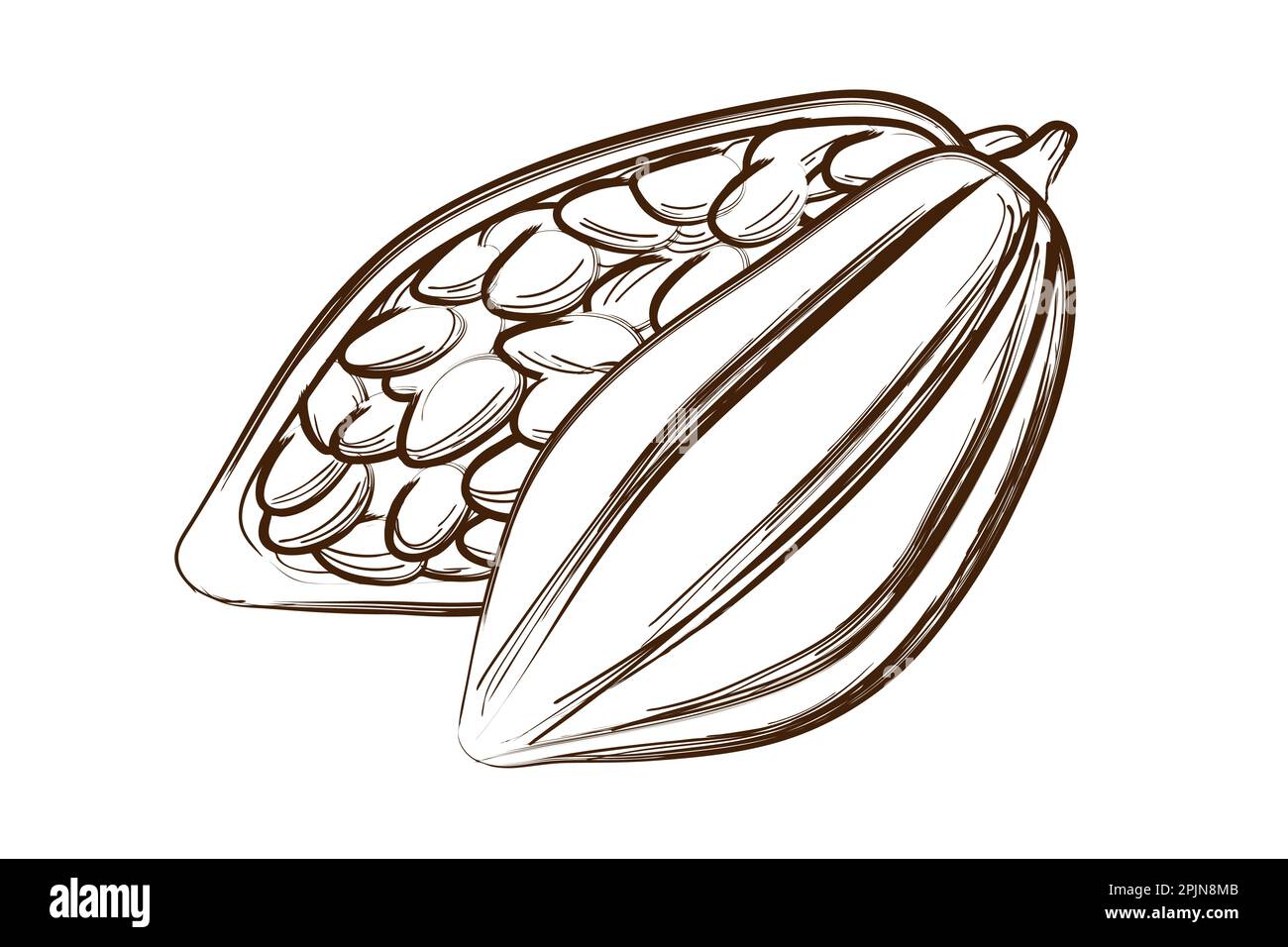 Cocoa beans and cocoa pods and leafs. Tropical cacao seeds. Hand drawn ...