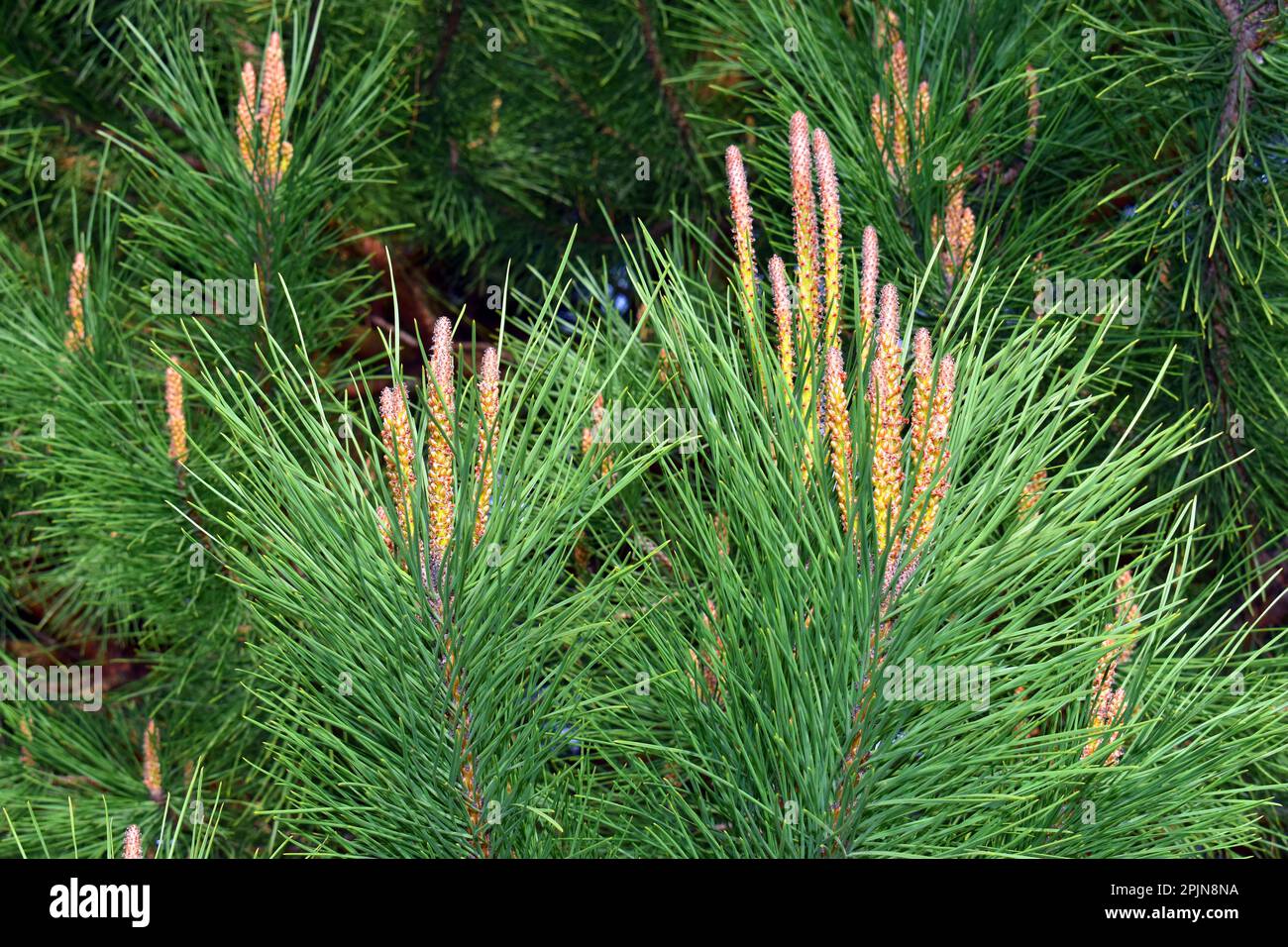 Detail of the flowers of the stone pine (Pinus pinea). It is a tree ...