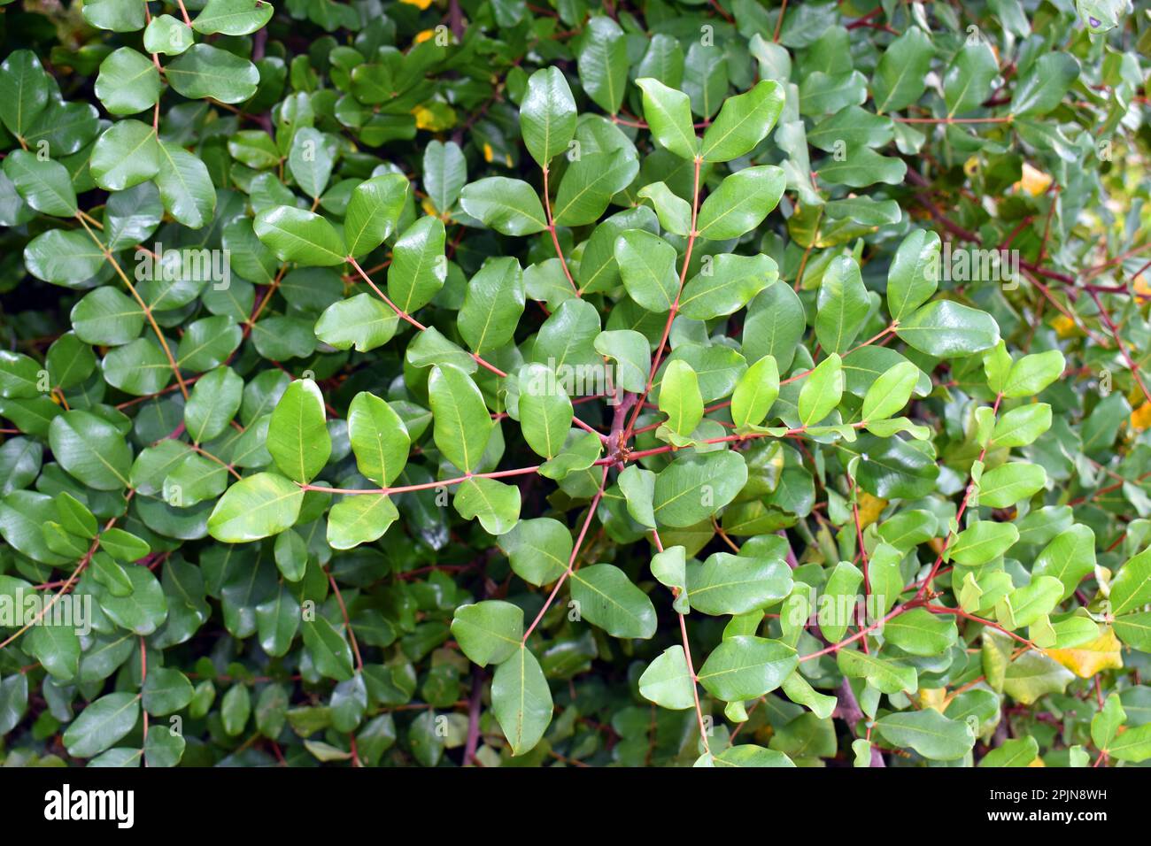 Carob leaves hi-res stock photography and images - Alamy