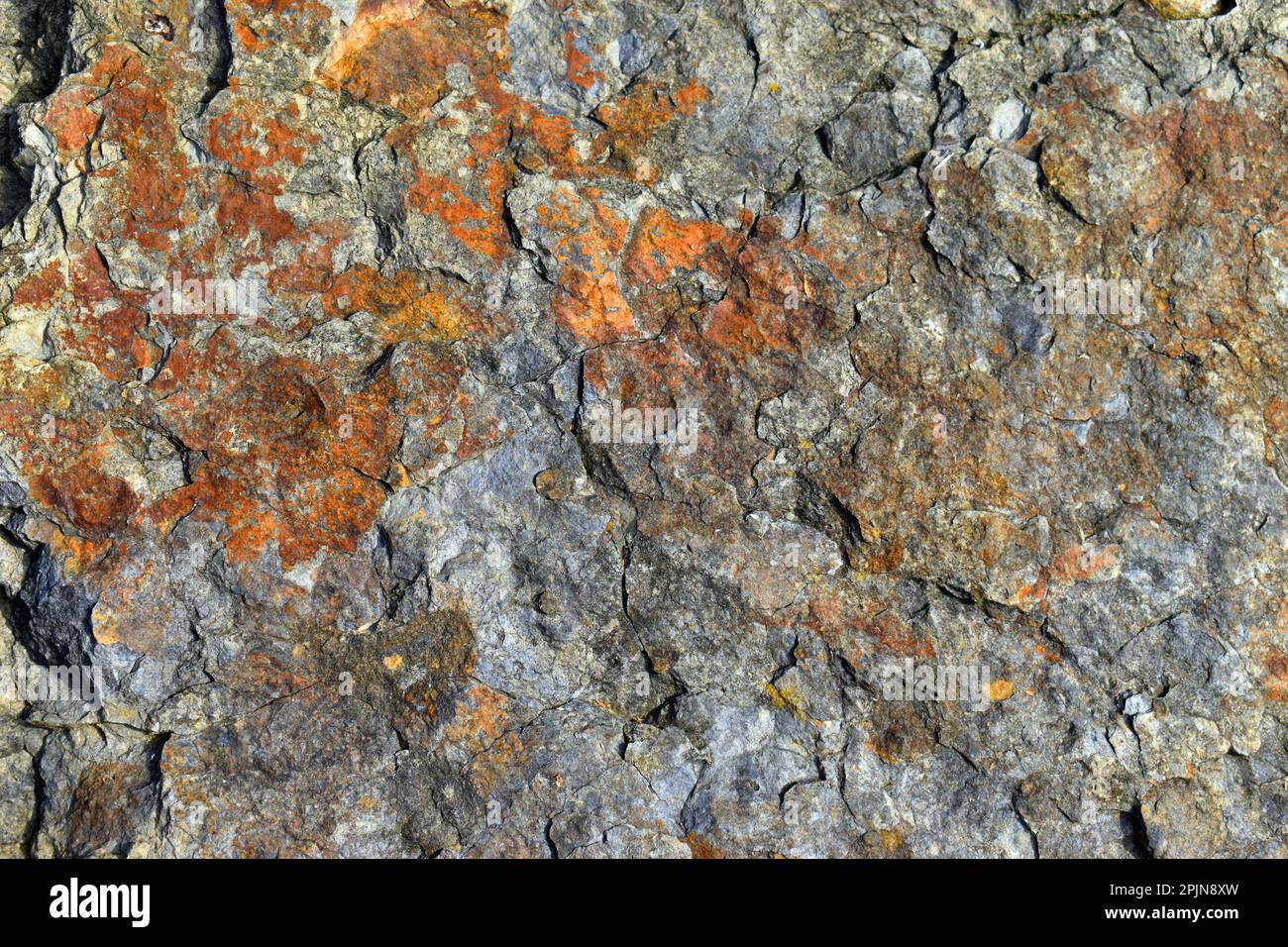 Sedimentary slate from the Cretaceous (Valanginian). 135 mya Stock ...