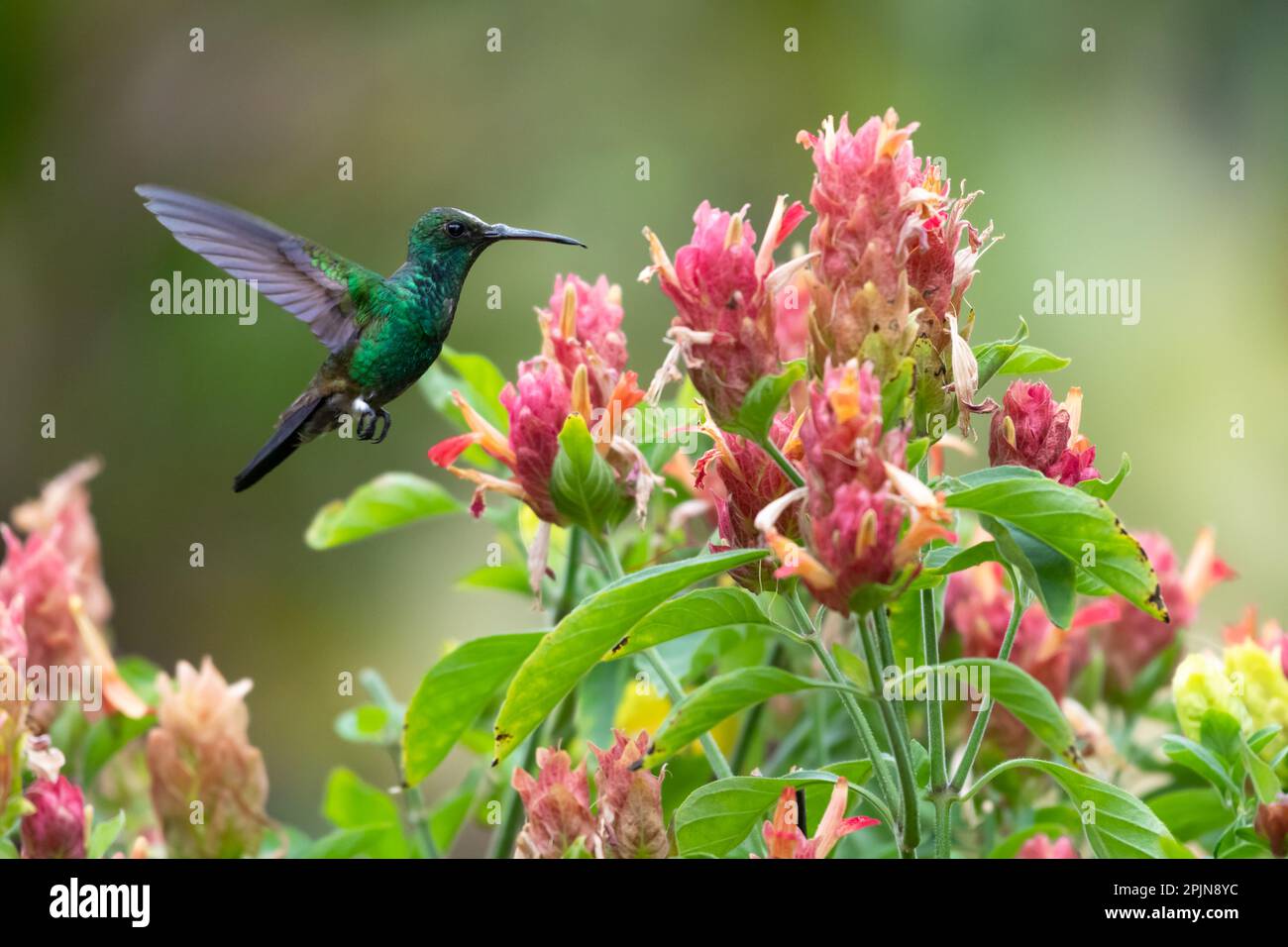 Copper-rumped hummingbird, Amazilia tobaci, flying next to a bouquet of ...