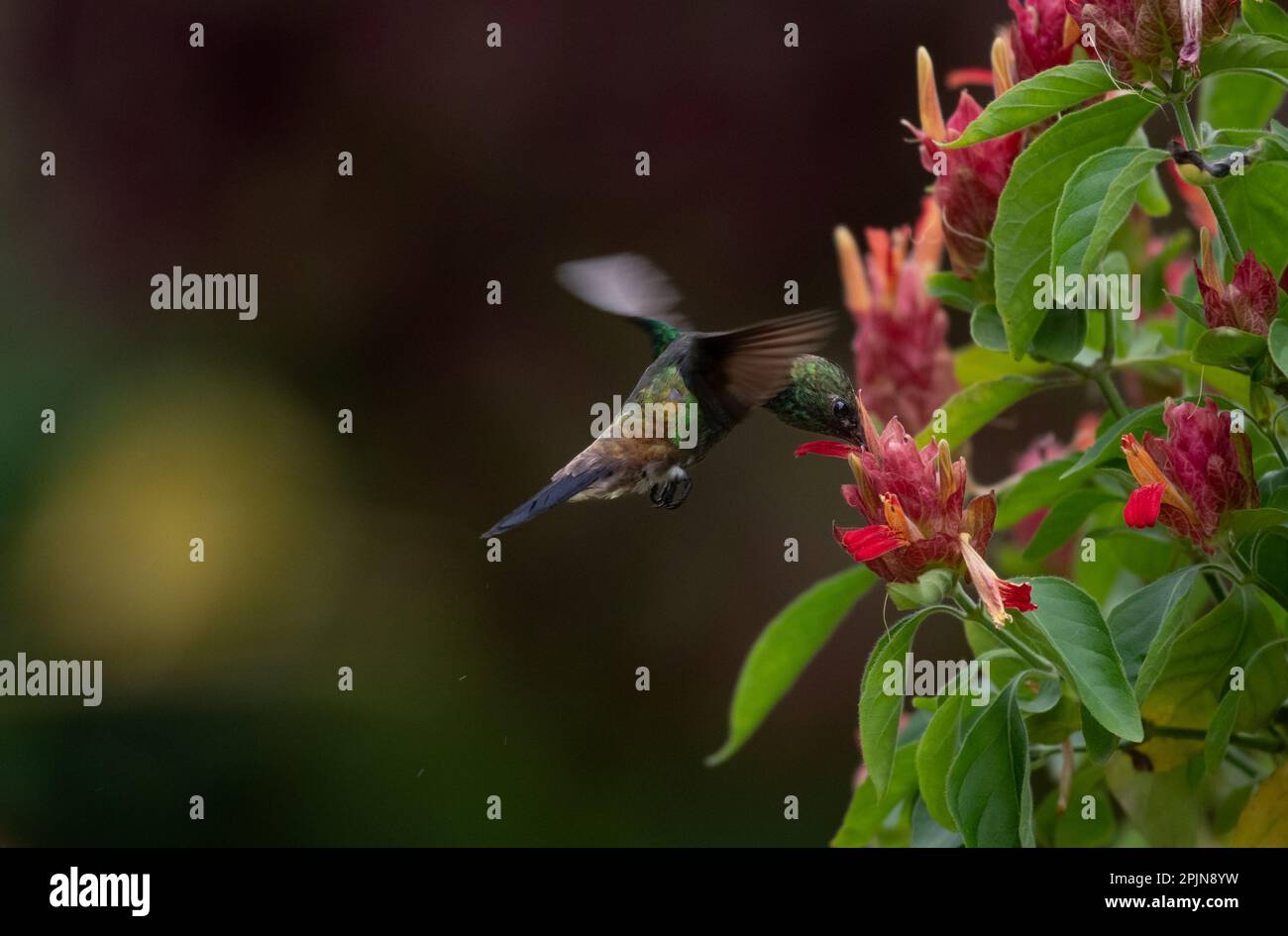 Copper-rumped hummingbird, Amazilia tobaci, pollinating tropical pink ...