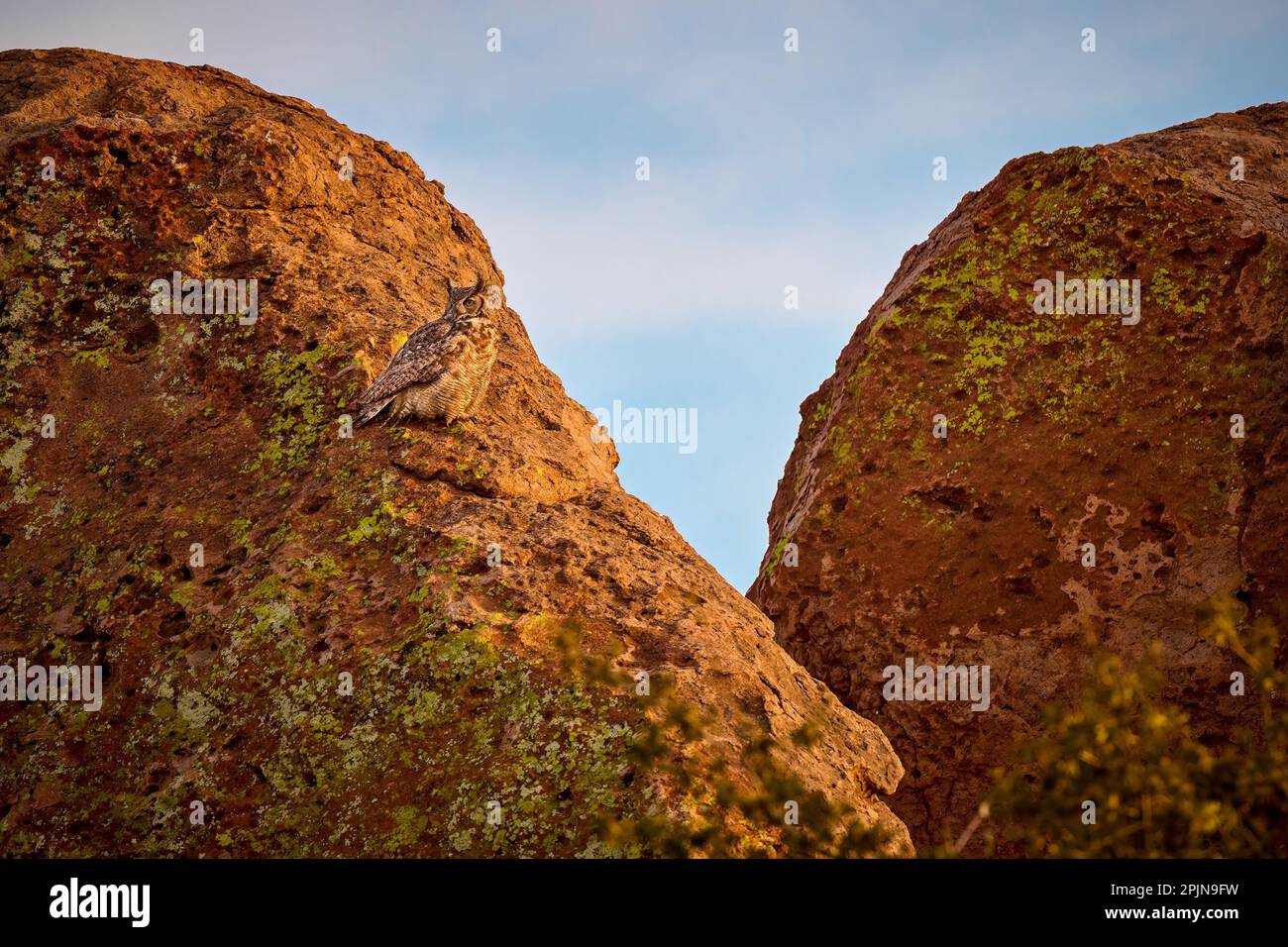 Female Great Horned Owl setting rock formations at City of Rocks State ...