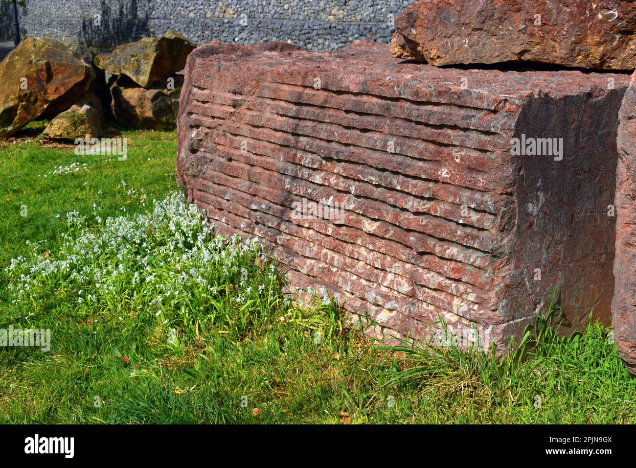 Limestone with rudistas stained by iron oxide. Cretaceous, Aptian 115 ...