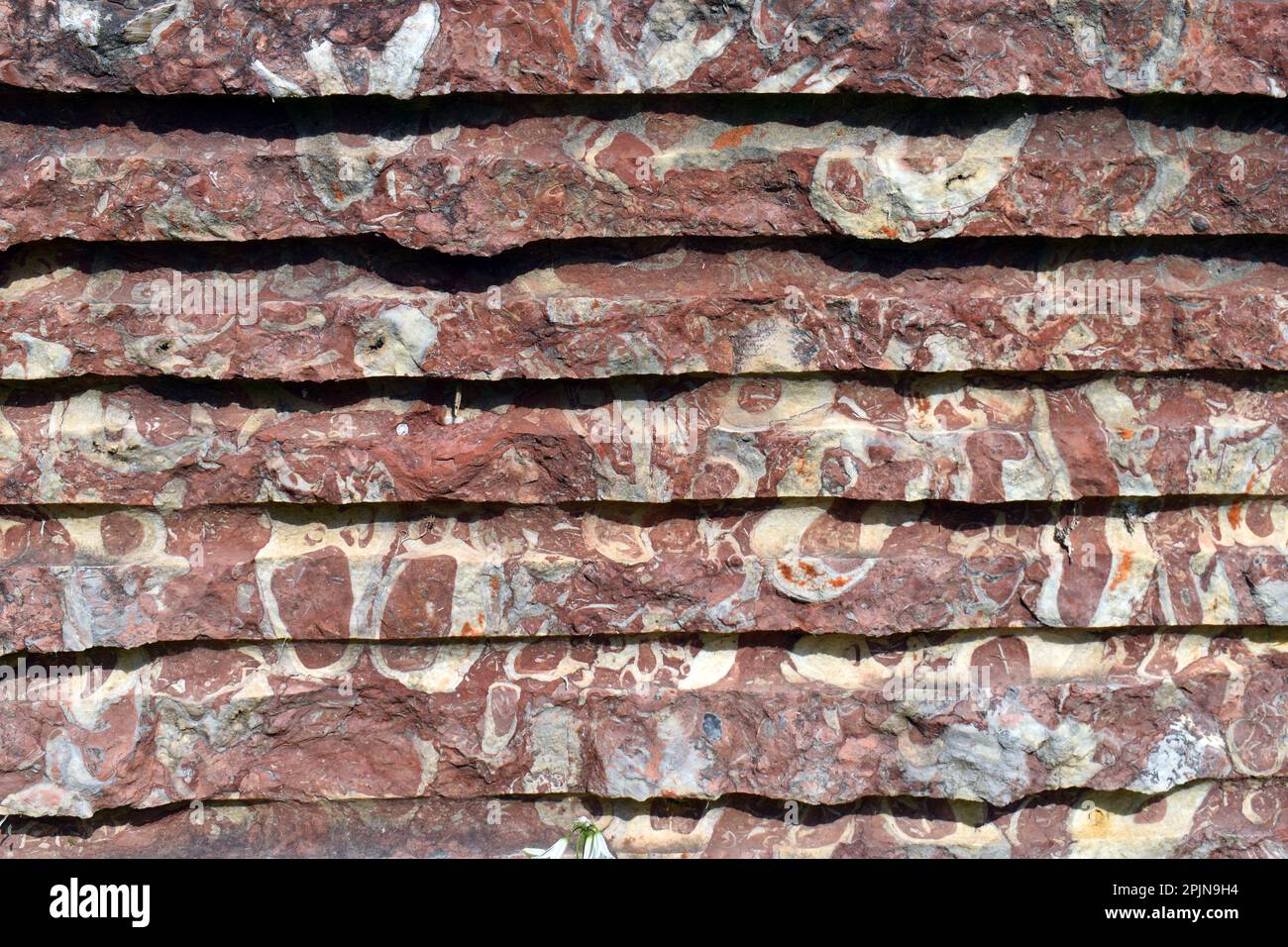 Limestone with rudistas stained by iron oxide. Cretaceous, Aptian 115 ...