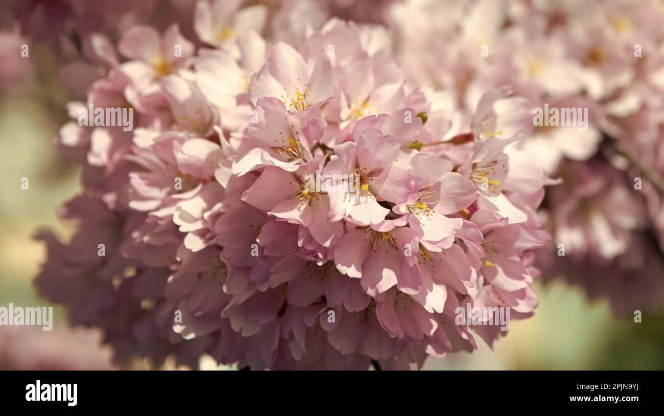 japanese cherry flowers of sakura tree in full spring bloom Stock Photo ...