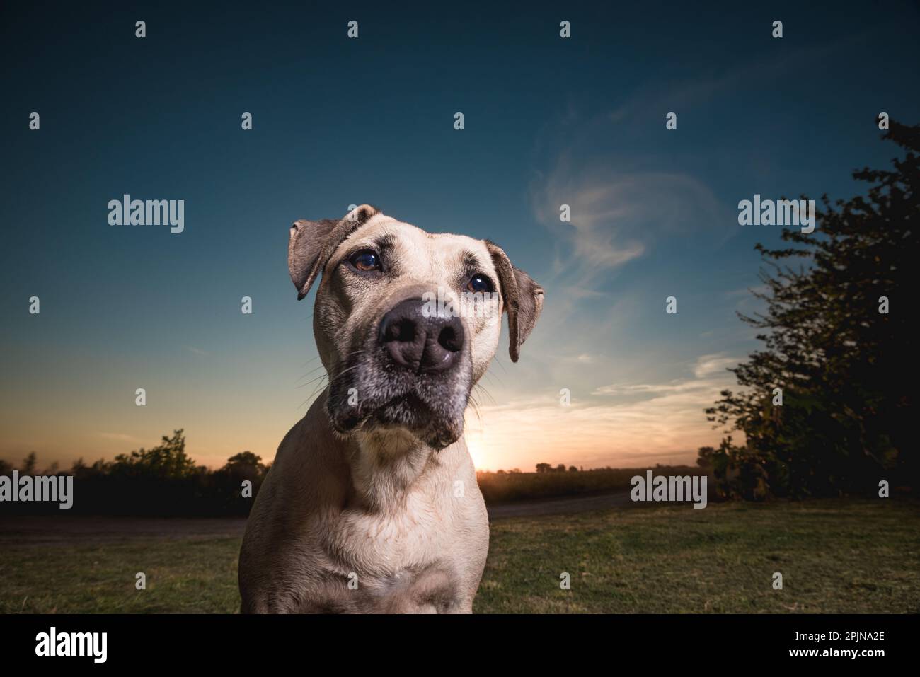 dog portraits happy Stock Photo - Alamy