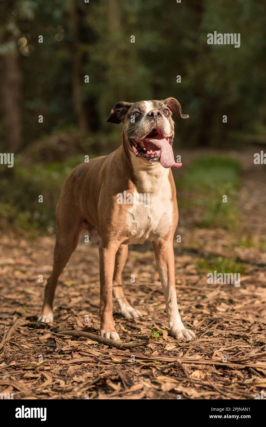 dog portraits happy Stock Photo - Alamy
