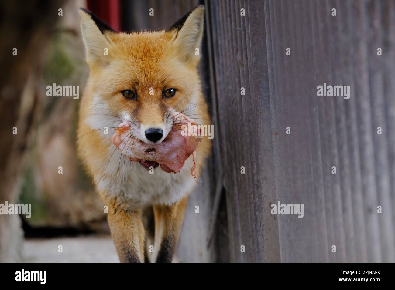 A close-up of a red fox with a piece of raw meat in its mouth Stock ...