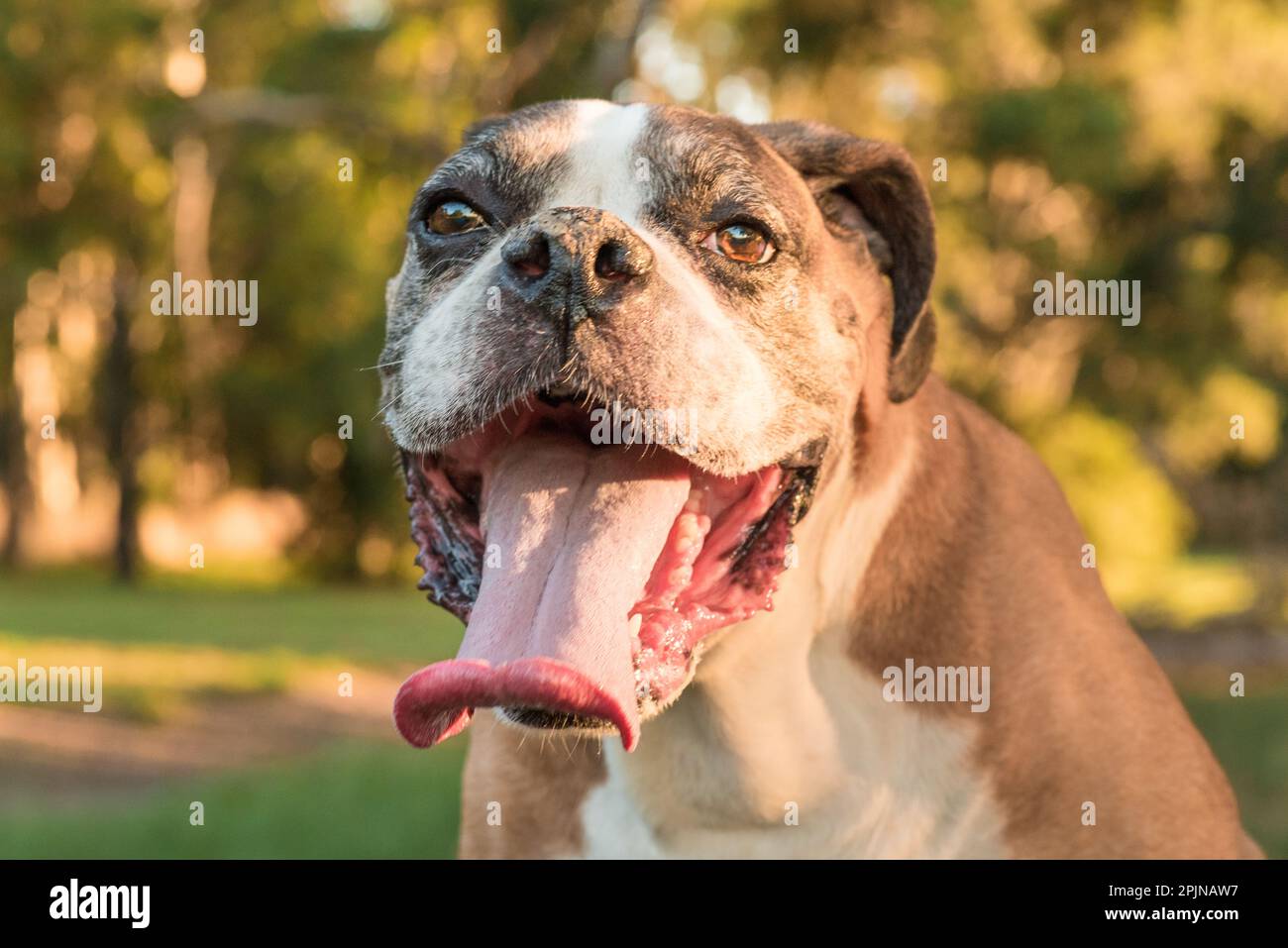 dog portraits happy Stock Photo - Alamy