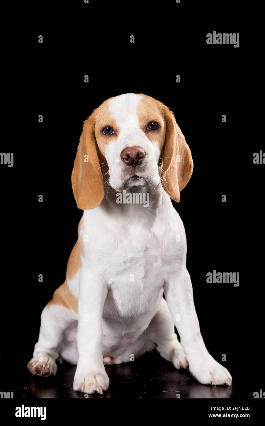 dog portraits happy Stock Photo - Alamy
