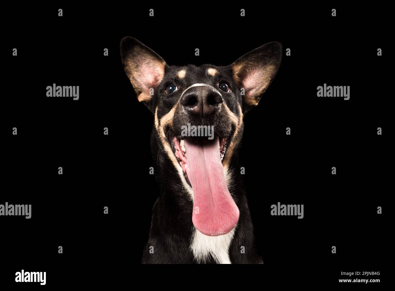 dog portraits happy Stock Photo - Alamy