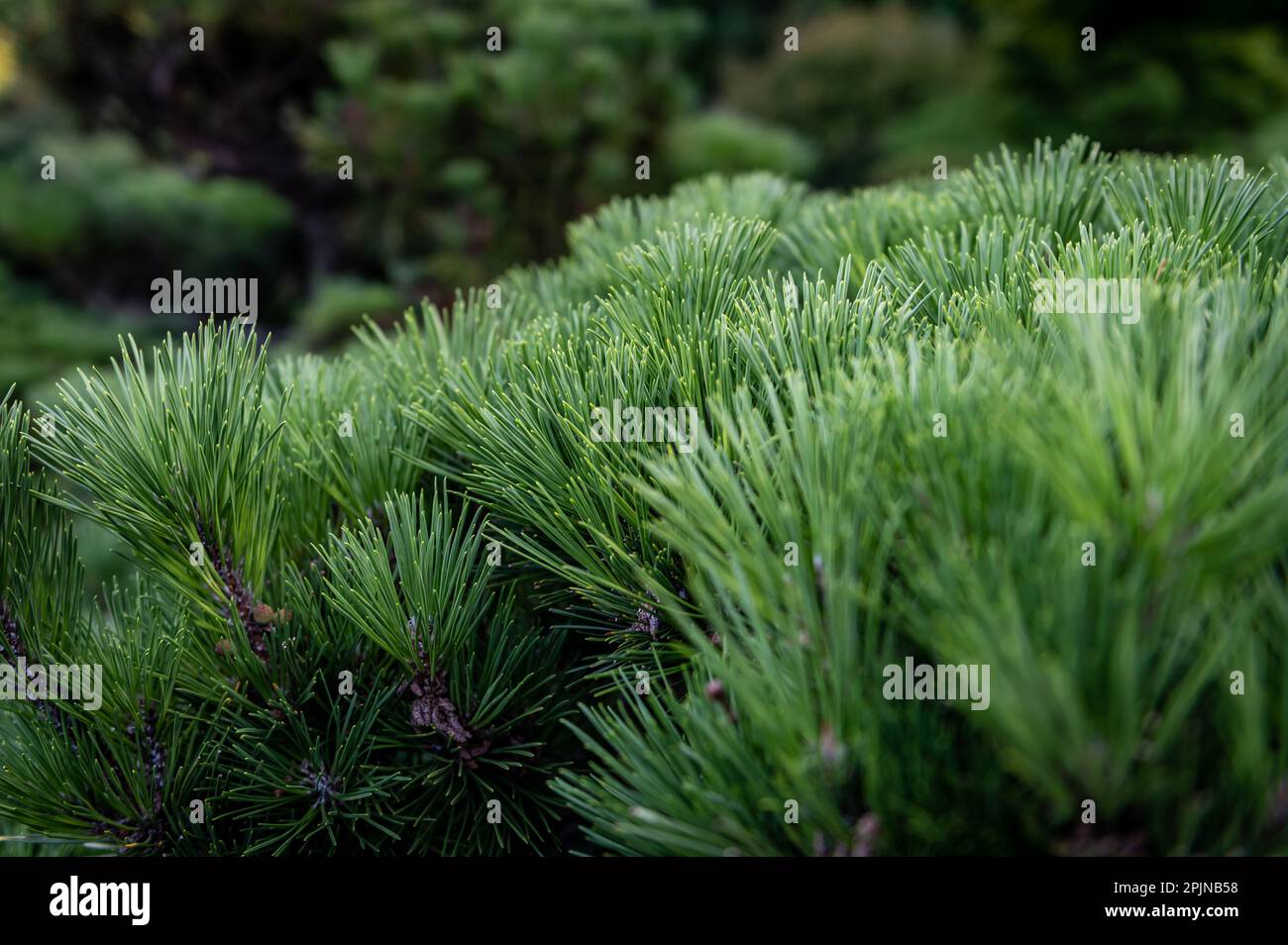 A lush bush of evergreen pine trees in a forest with a blurry ...