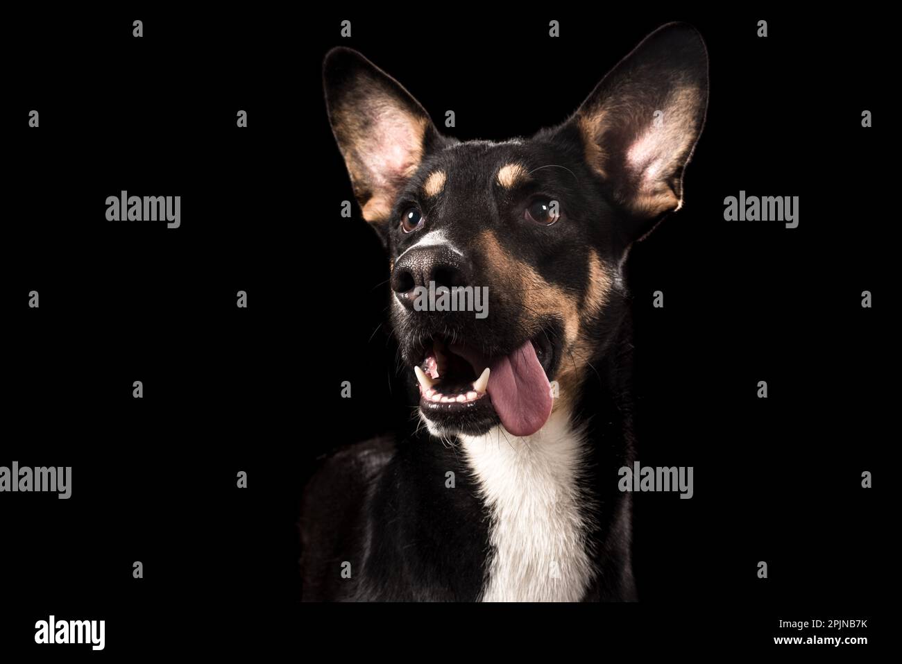 dog portraits happy Stock Photo - Alamy