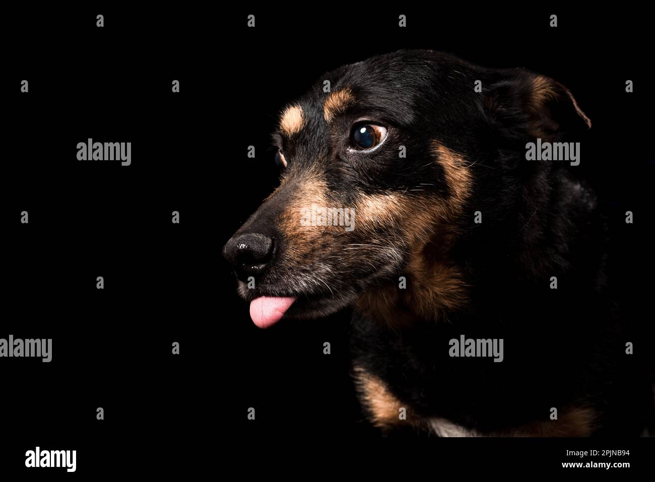 dog portraits happy Stock Photo - Alamy
