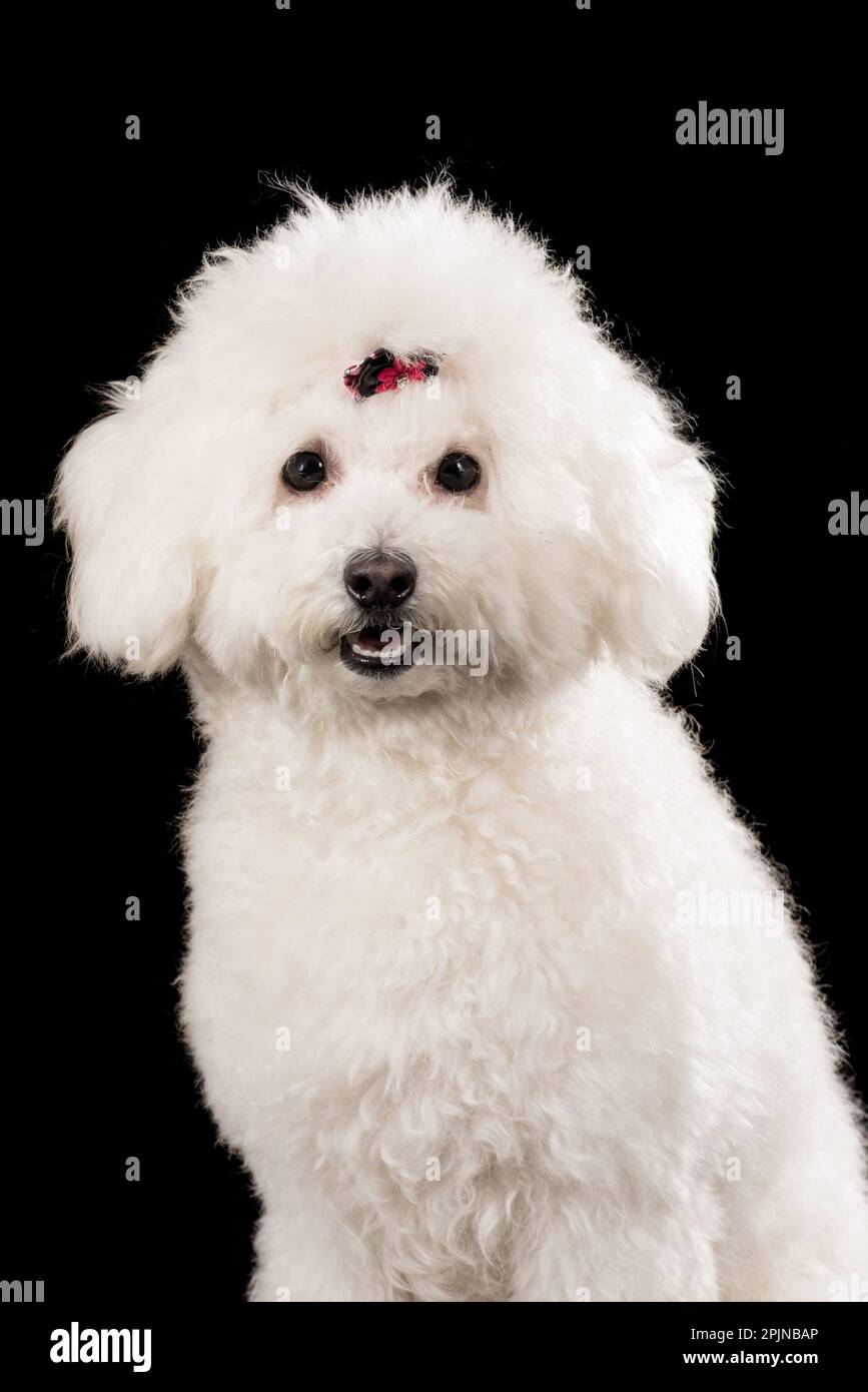 dog portraits happy Stock Photo - Alamy