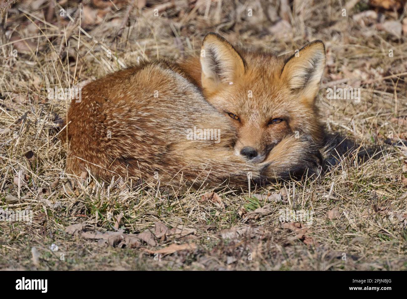 Snoozing red fox hi-res stock photography and images - Alamy