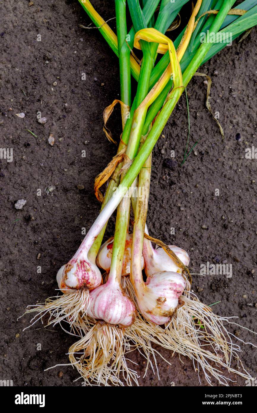 Garlic. Bundle of garlic harvest against the ground Stock Photo - Alamy