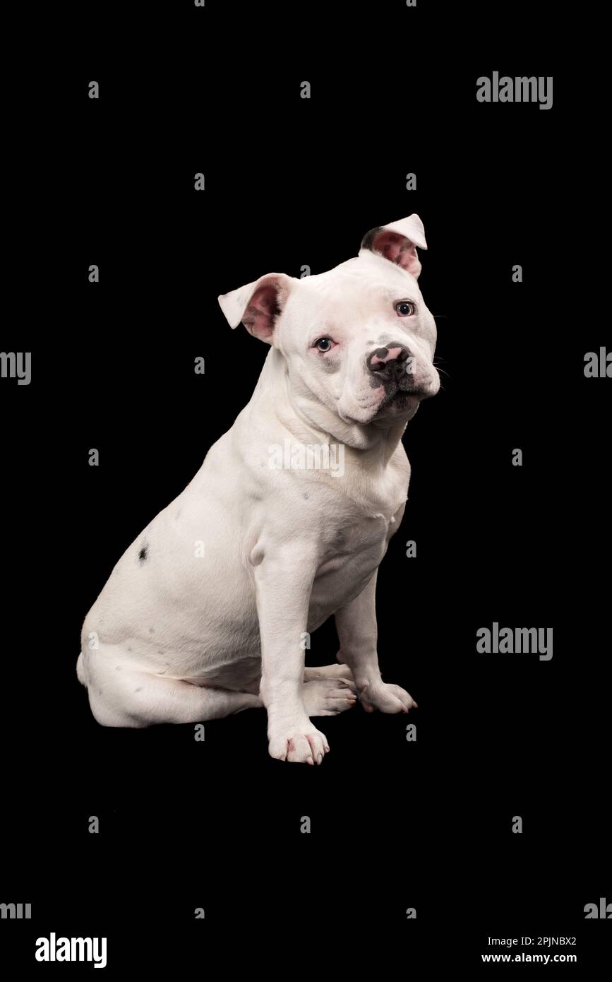 dog portraits happy Stock Photo - Alamy