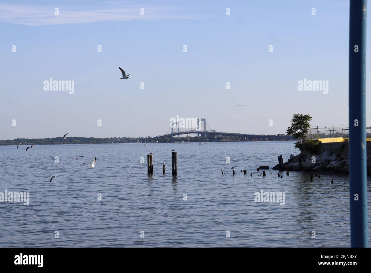 A bird is soaring over a tranquil lake, its wings silhouetted against ...