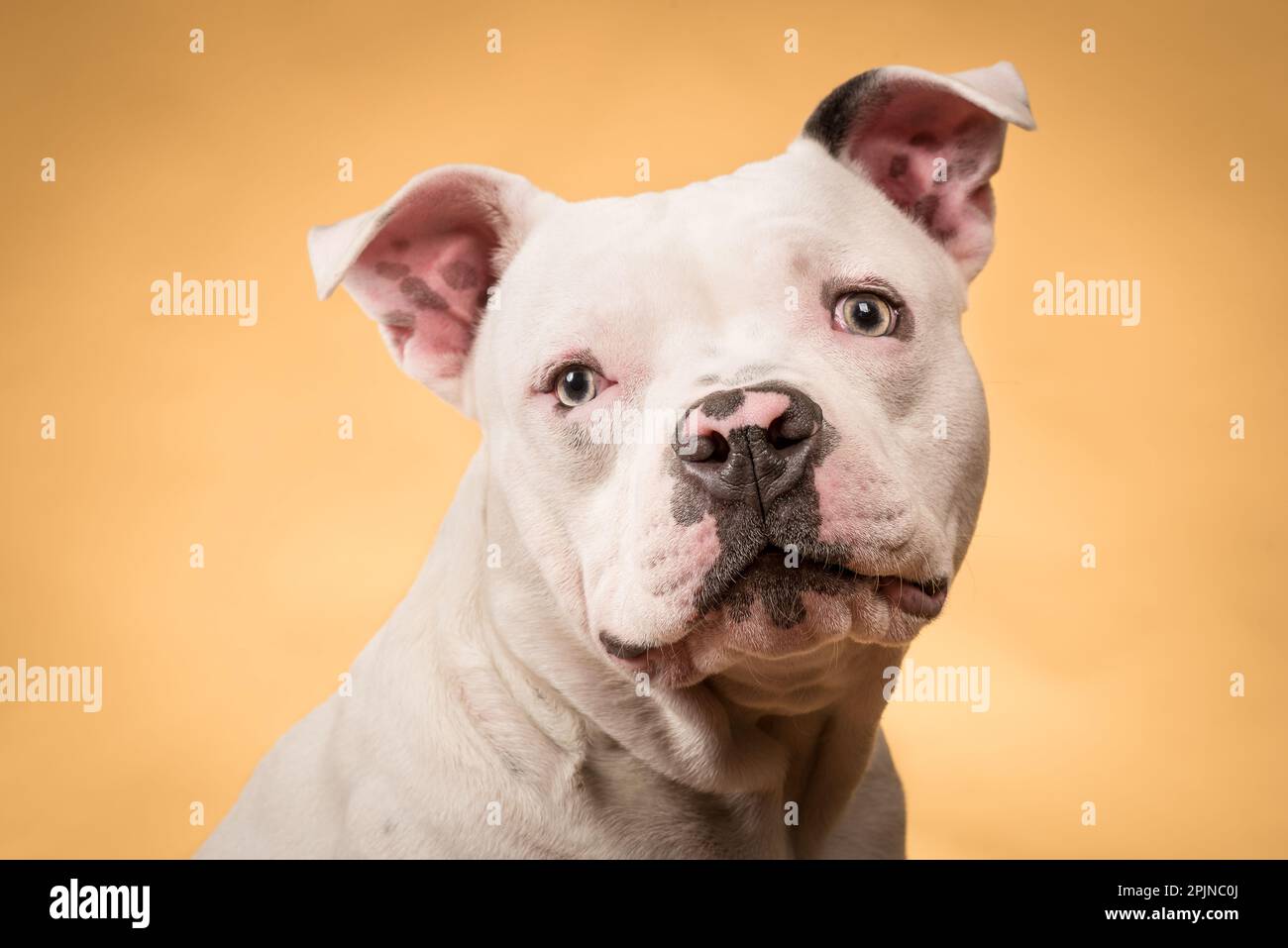 dog portraits happy Stock Photo - Alamy